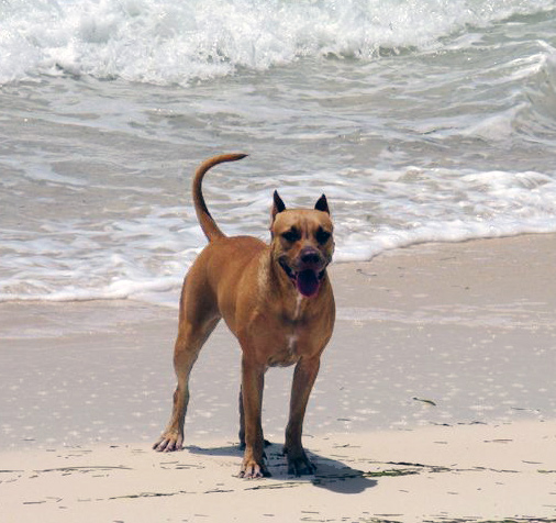 Pet-Friendly Transportation in Cancun | CARM Blog
